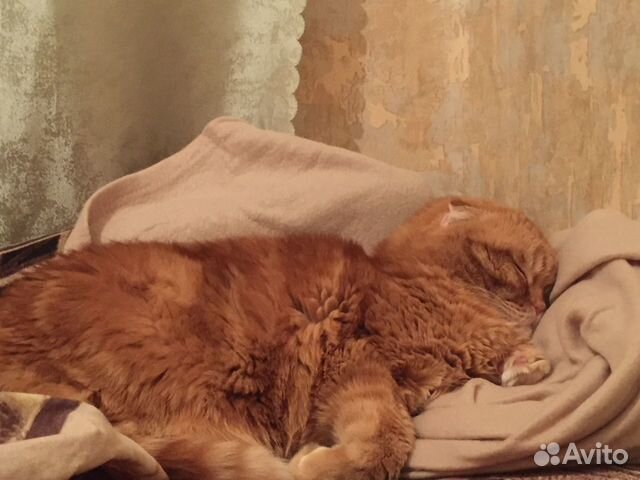 Кот который постоянно спит