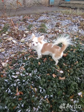 Пропала собака. помогите. Порода Чихуахуа