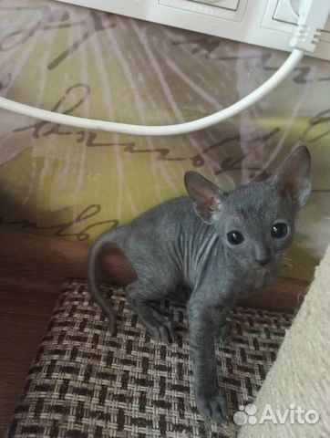 Котята корниш-рекс