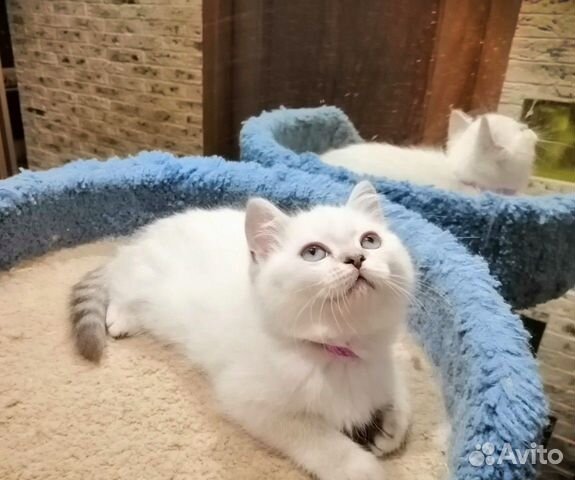 Британская кошка