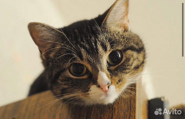 Игривая ласковая девочка Эля 1,5 года ищет дом