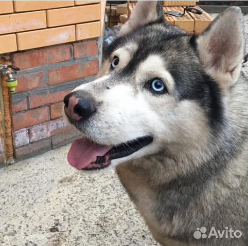 Хаски