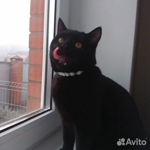 Фенотип британца, мальчик, 10 месяцев в добрые рук