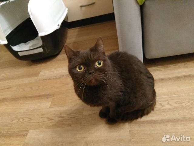 Британская кошечка в дар