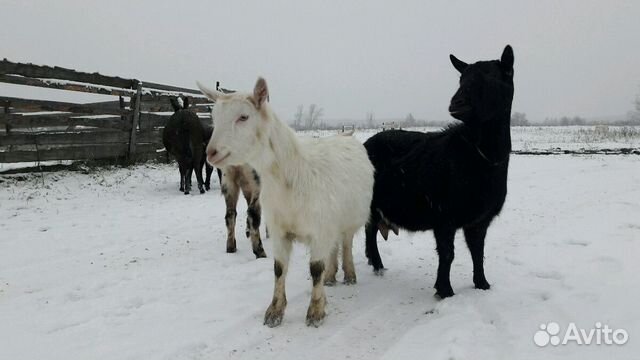 Козы и козлики