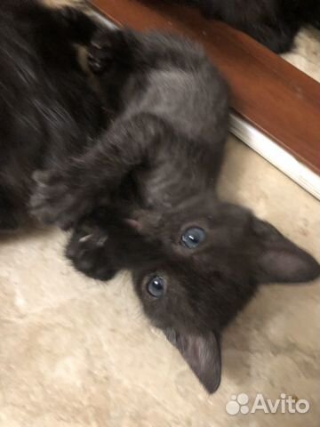 Кошечка ищет хозяина