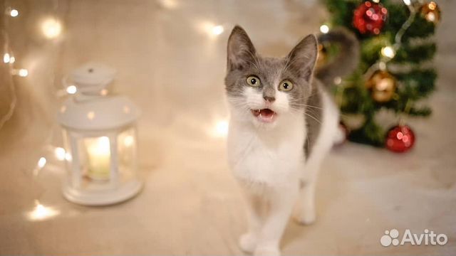 Котенок Ева ищет дом