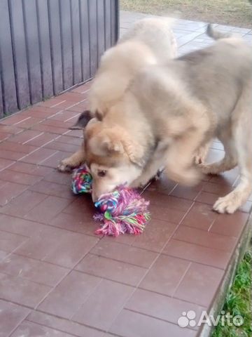 3,5 месячные метисы хаски