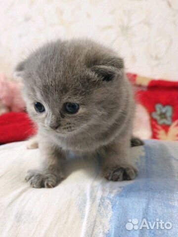 Милые вислоухие шотландские котята