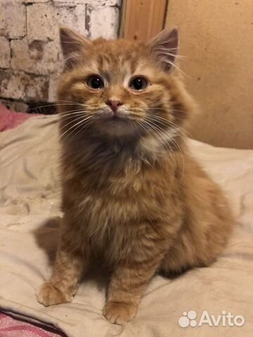 Котенок