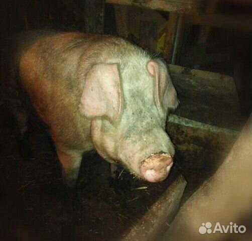 Хряк 7 мес