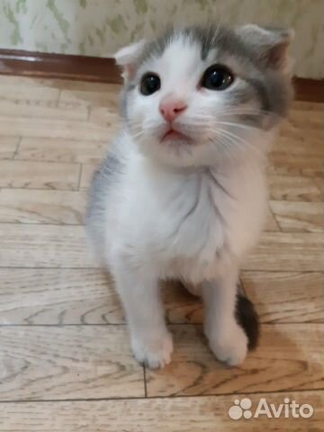 Котёнок вислоухий, девочка, 2 месяца