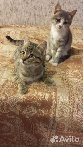 Хорошие котики в добрые руки