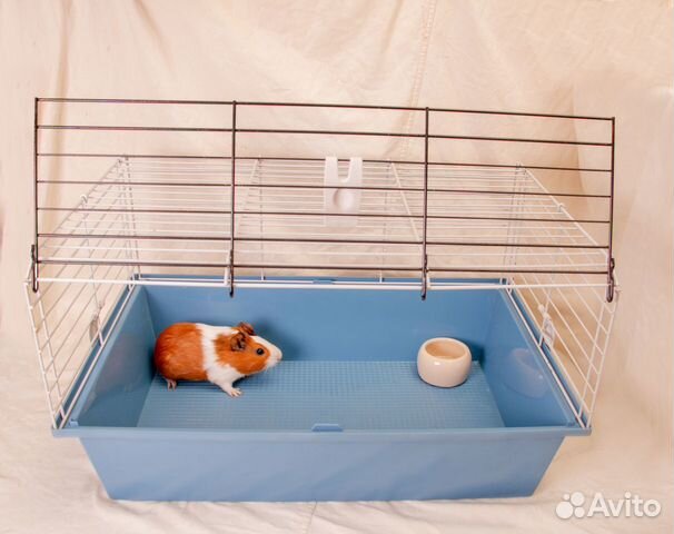 Морская свинка