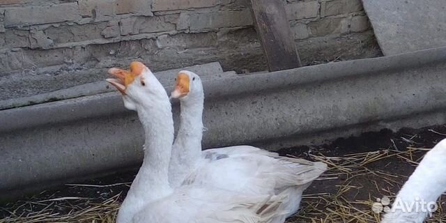 Гуси живьем