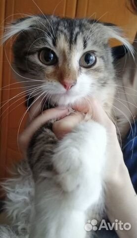 Милое вислоухое чудо ищет дом