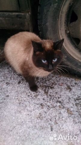 Сиамский кот