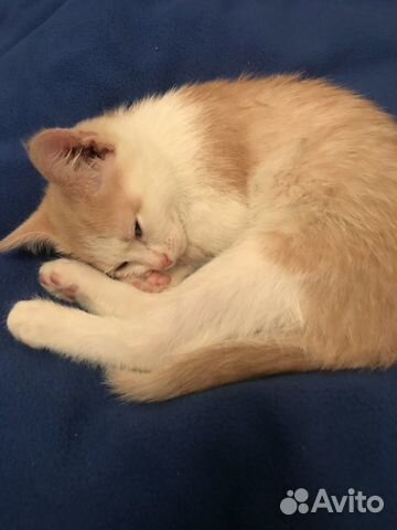Милый котёночек