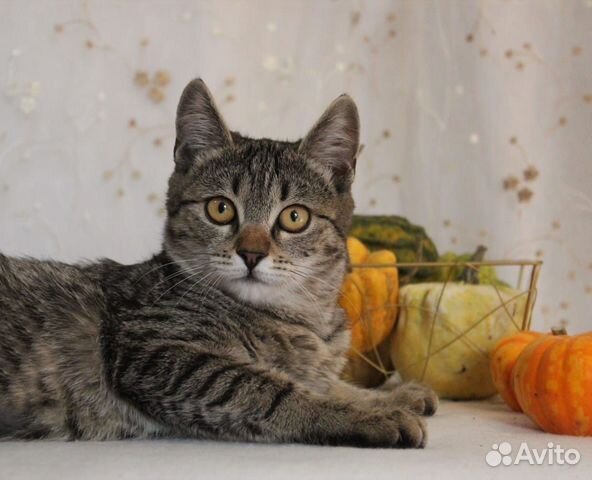 Бася, 7 мес., стерилизованная