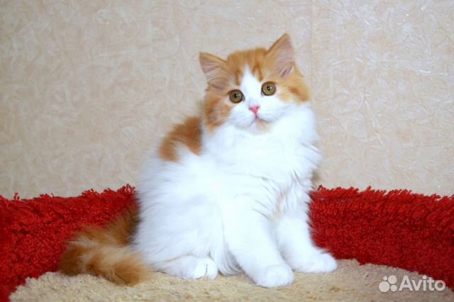 Шикарные шотландские котята