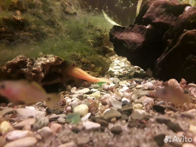 Анциструс золотой