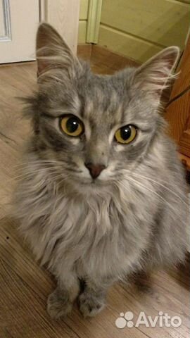 Котик ищет дом