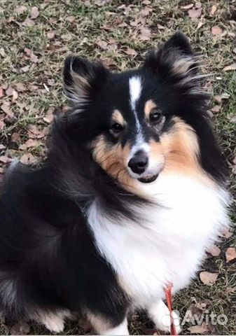 Лисенок в дар