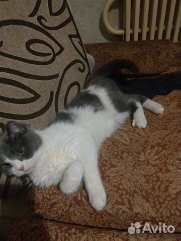 Кошечка британка ищет кота британца