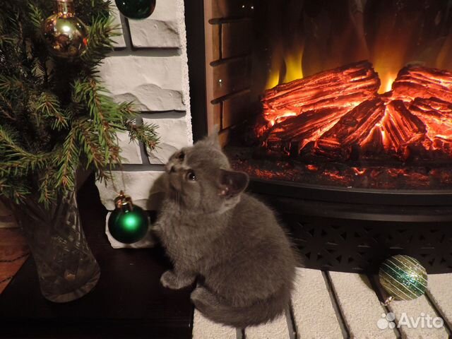 Британские котята