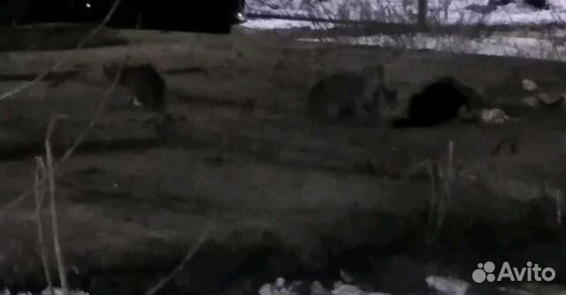 Голодные котята на Амирхана 21