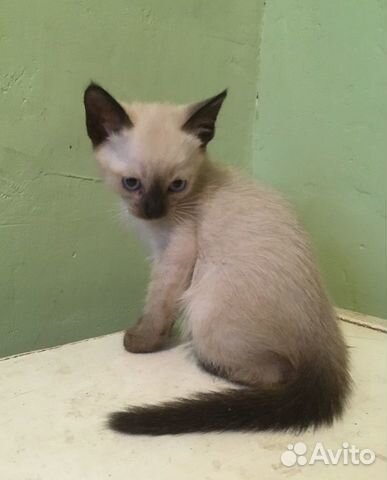 Сиамский котёнок