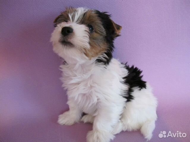 Мальчик Бивер цветной Йорк