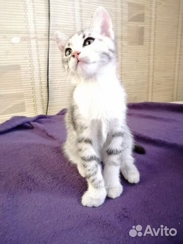 Котёнок британец