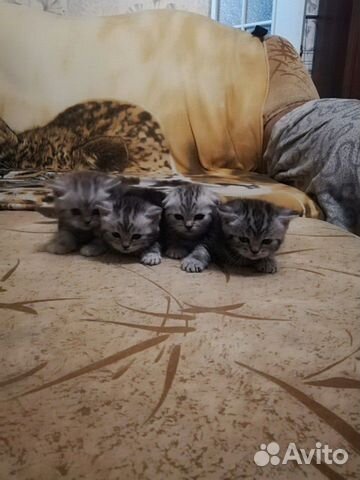 Шотладские котята
