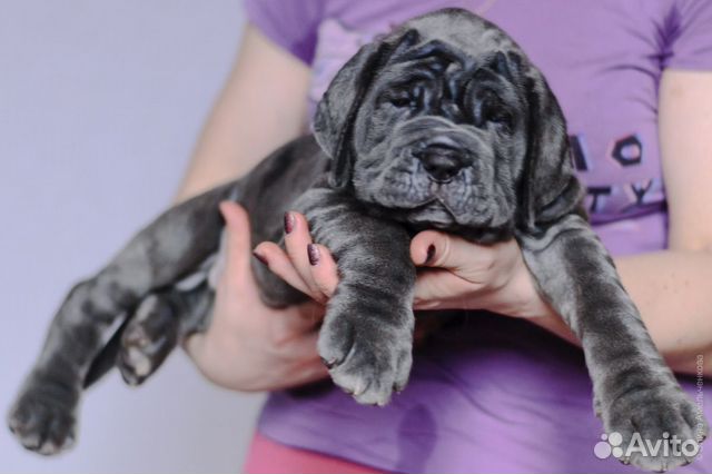 Мастино наполетано