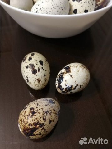 Инкубационное яйцо перепелиное