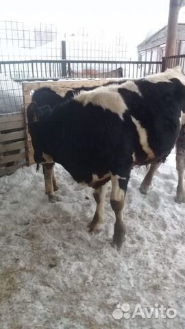 Бык Голштинской породы Продам