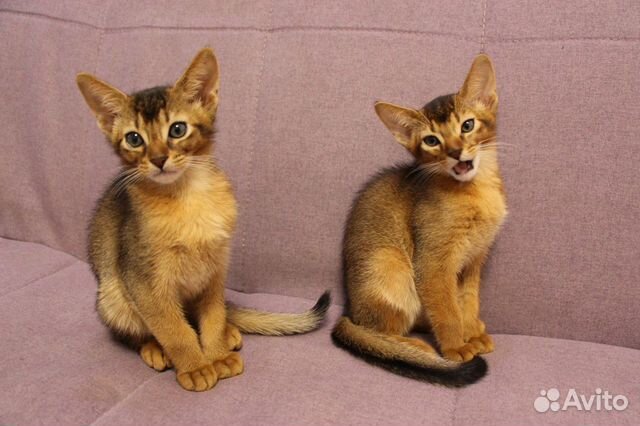 Мальчики абиссинцы со счастливыми именами:)