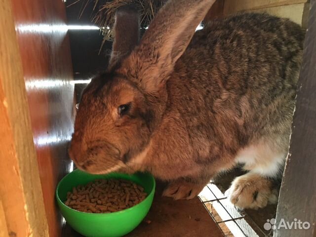 Крольчиха породы Фландер на племя