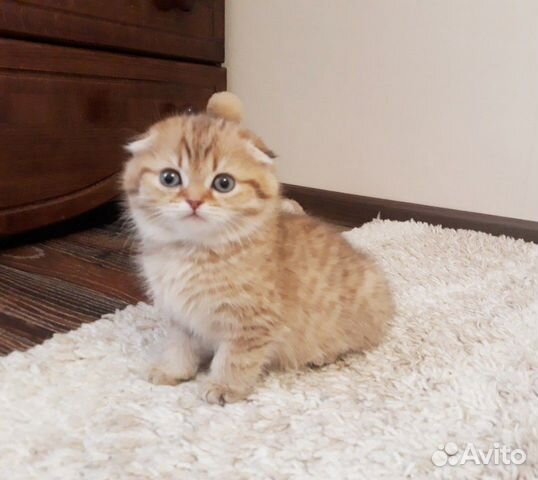 Шотландская девочка