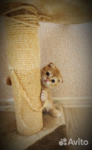 Шотландский мальчик (скоттиш-фолд)