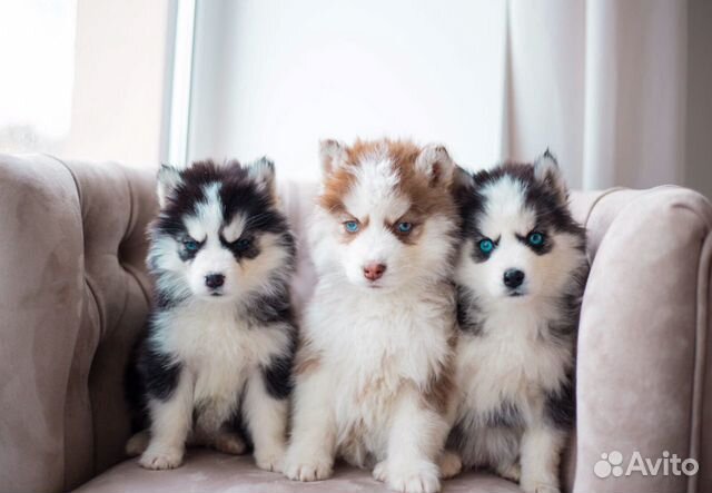 Пушистые Хаски Для Вас