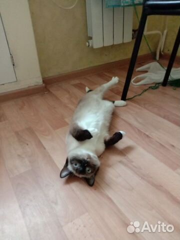 Продам сиамчкая кошка