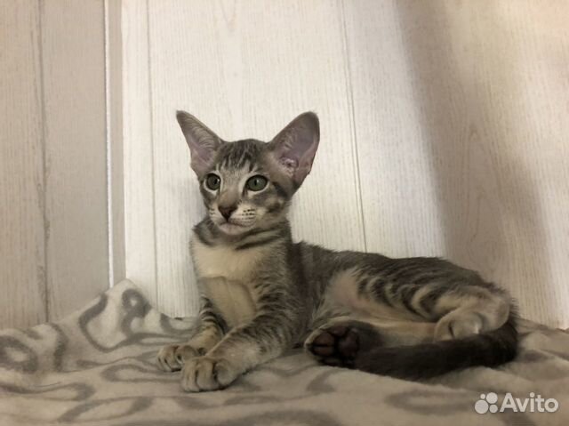 Котёнок девочка ориентальной породы