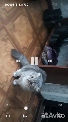 Пропала кошечка