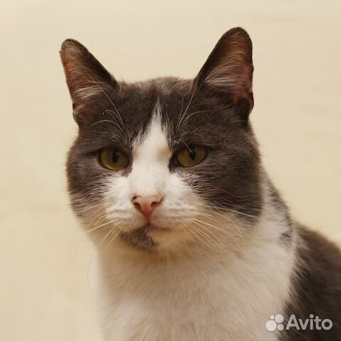 Котик Федор
