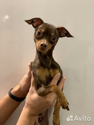 Вязка/случка той терьер мальчик