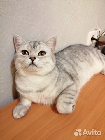 Чистокровный Британец