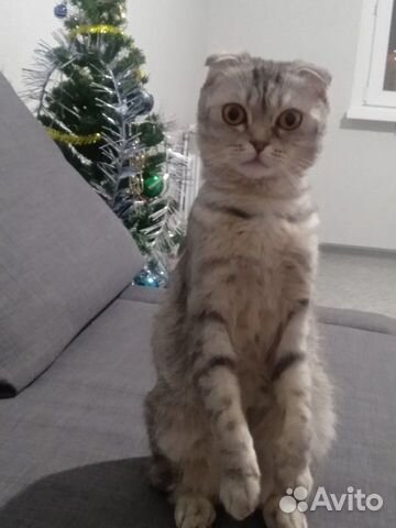 Шотландская кошка