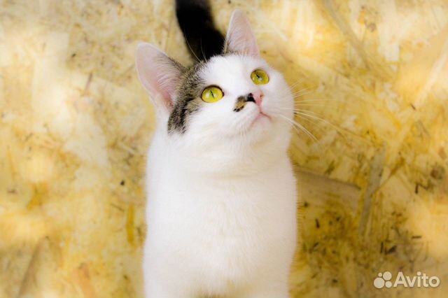 Кошечка Монро, 9 месяцев (из приюта)